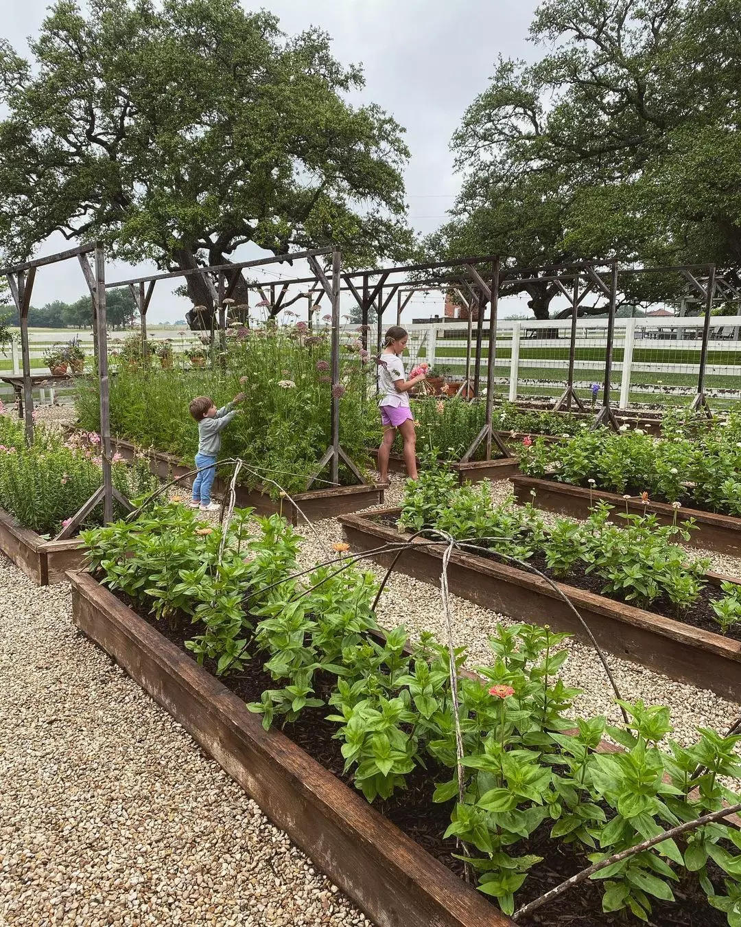 tour-joanna-gaines-garden-on-texas-propert-phots-on-farm