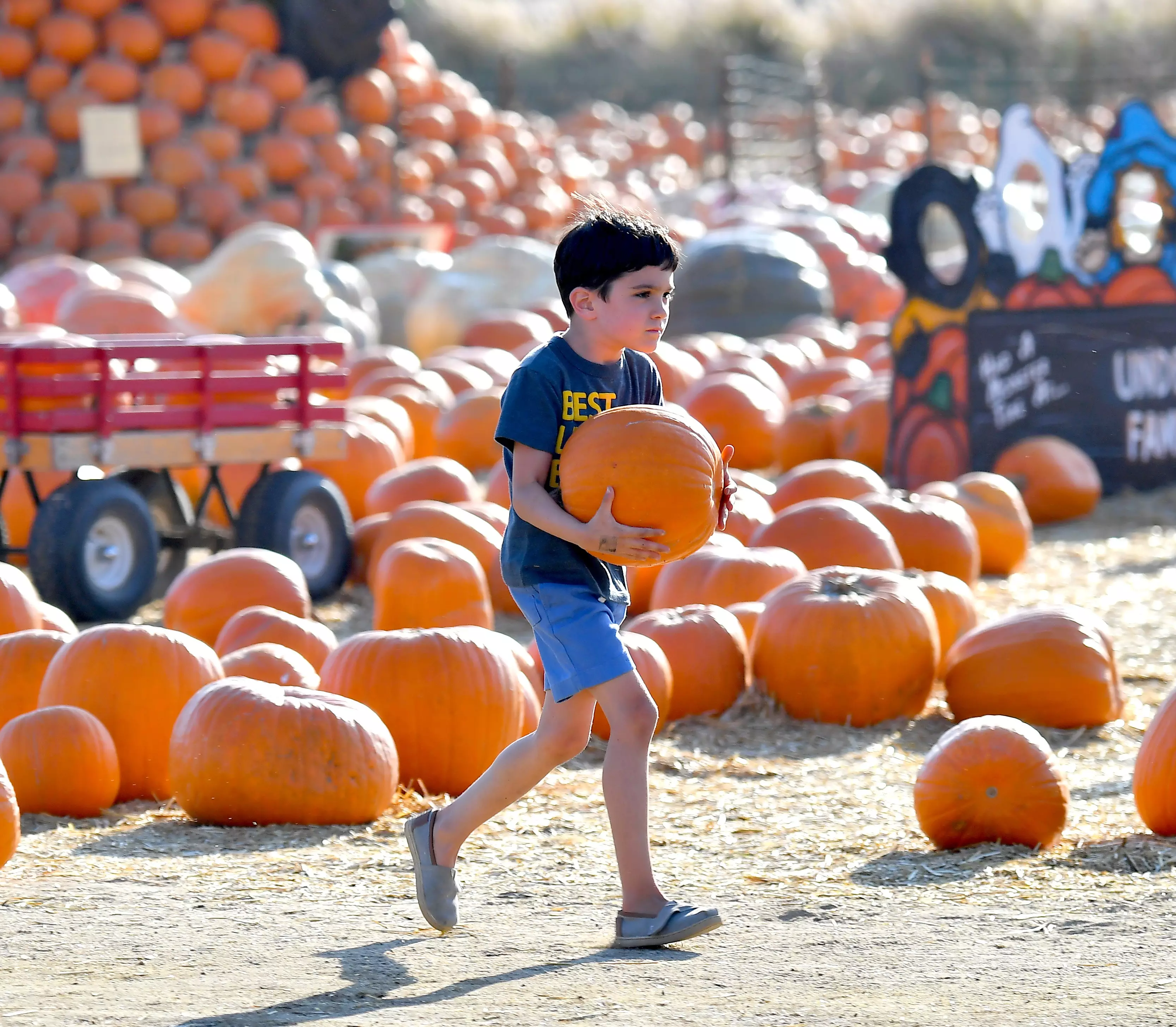 Si Lauren Silverman, ang uyab ni Simon Cowell ug ang iyang ex nga si Terri Seymour nalingaw sa usa ka adlaw sa usa ka pumpkin patch uban sa ilang mga anak