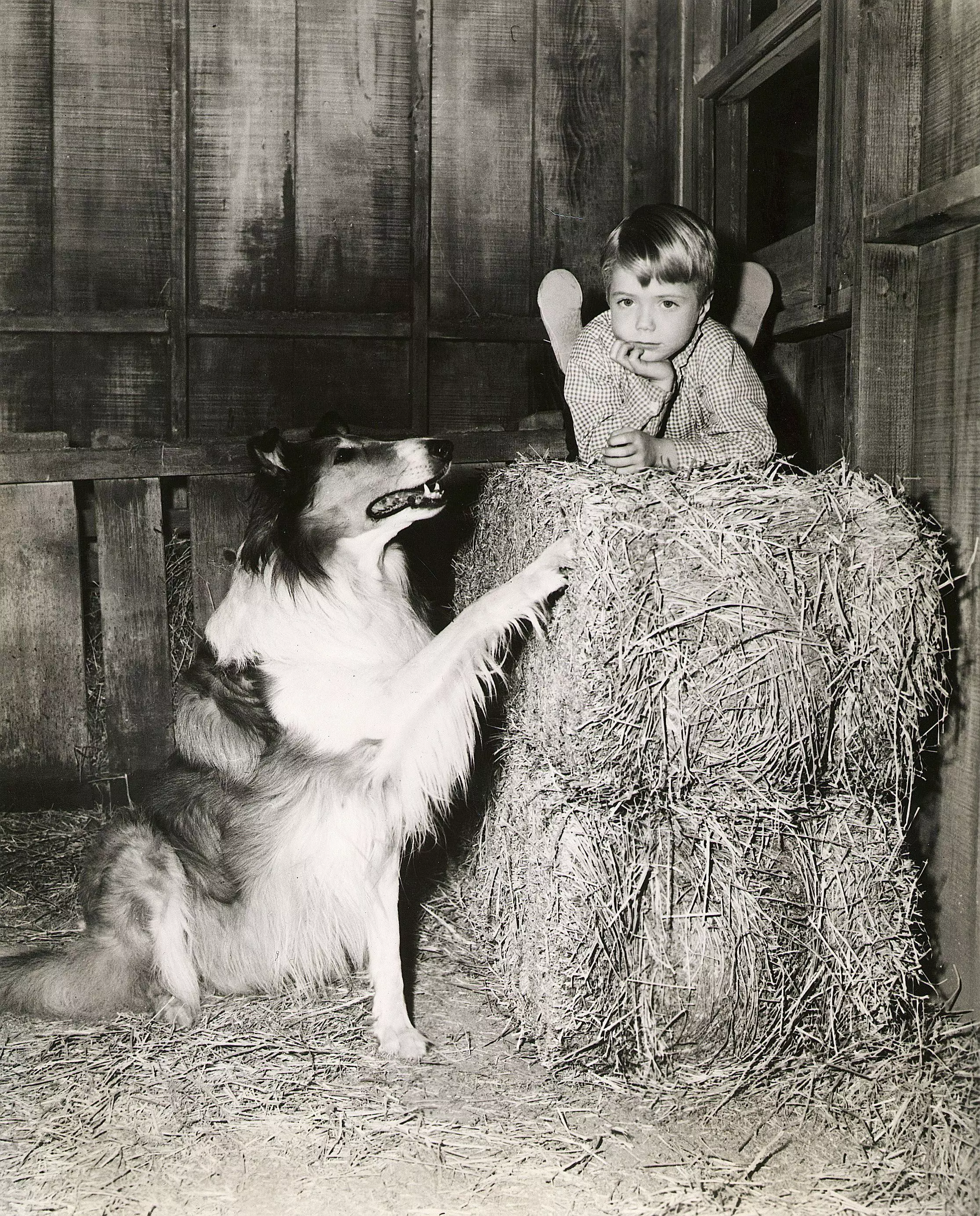 1950-ቲቪ-lassie