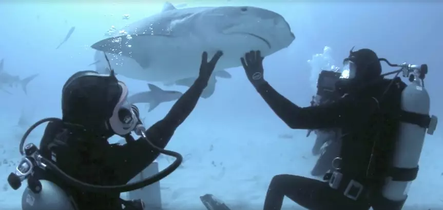 will-smith-facebook-watch-bucket-list-show-swimming-with-sharks2