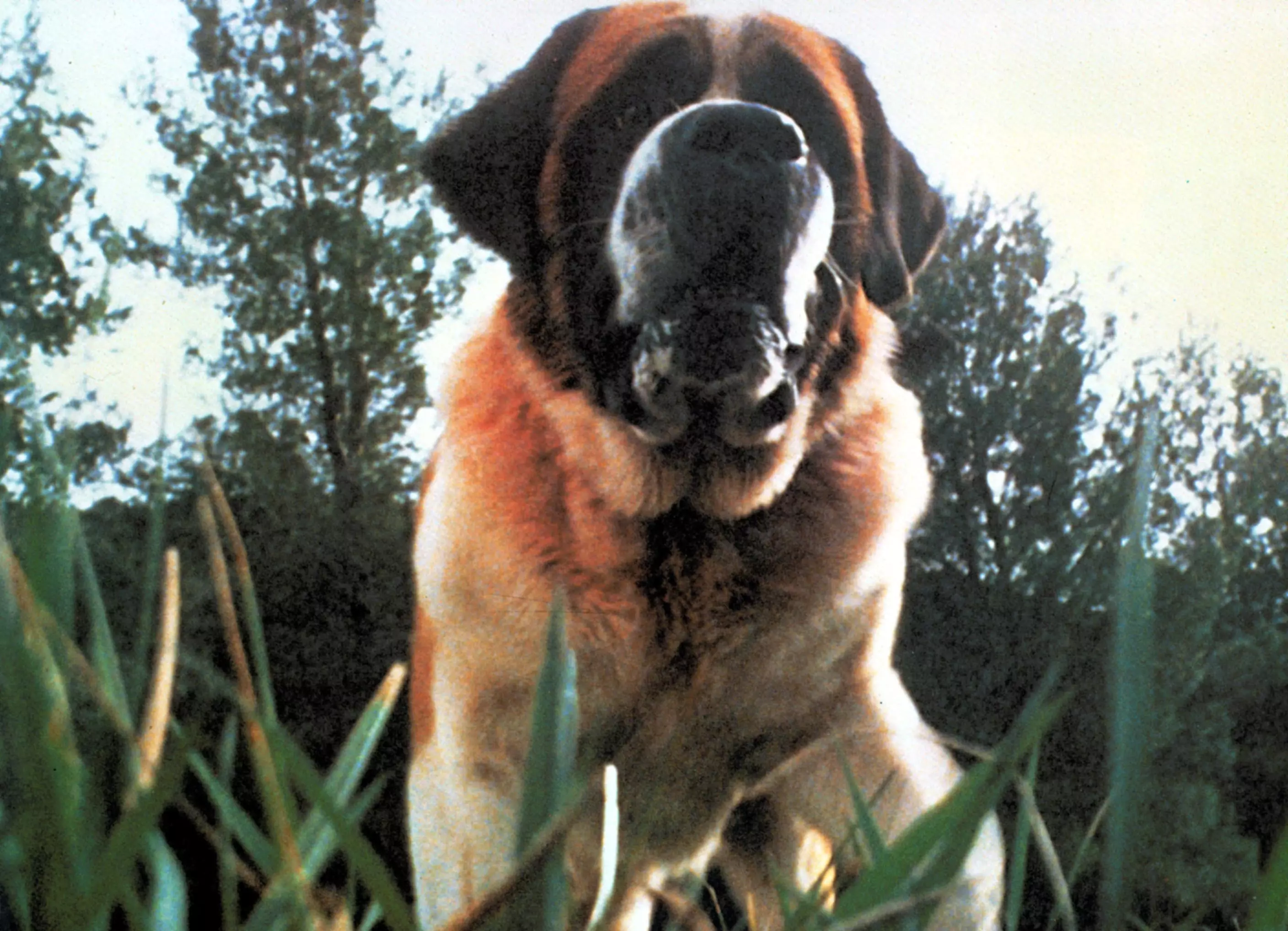 ferneamde-dogs-cujo