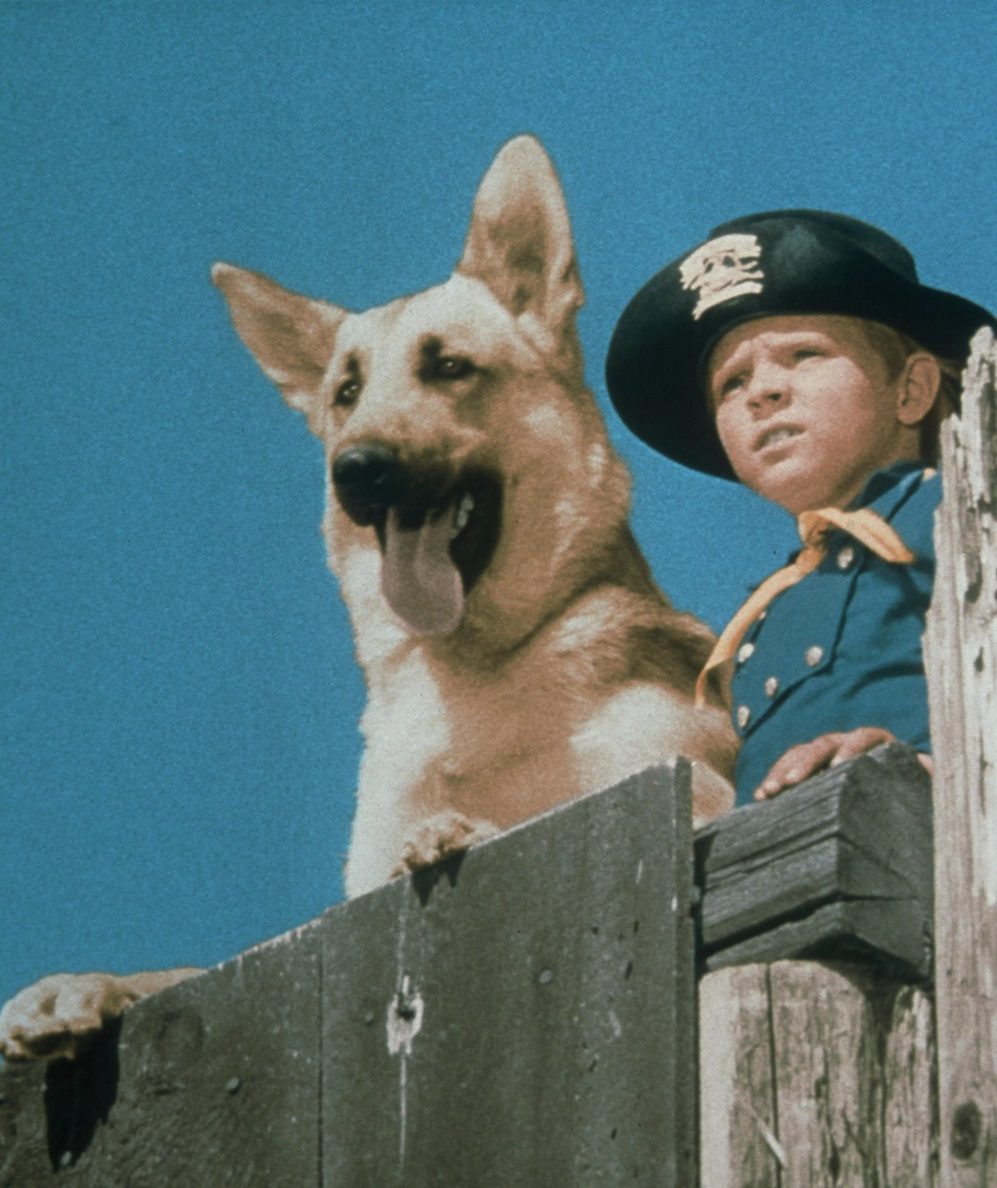 ferneamde-hûnen-rin-tin-tin