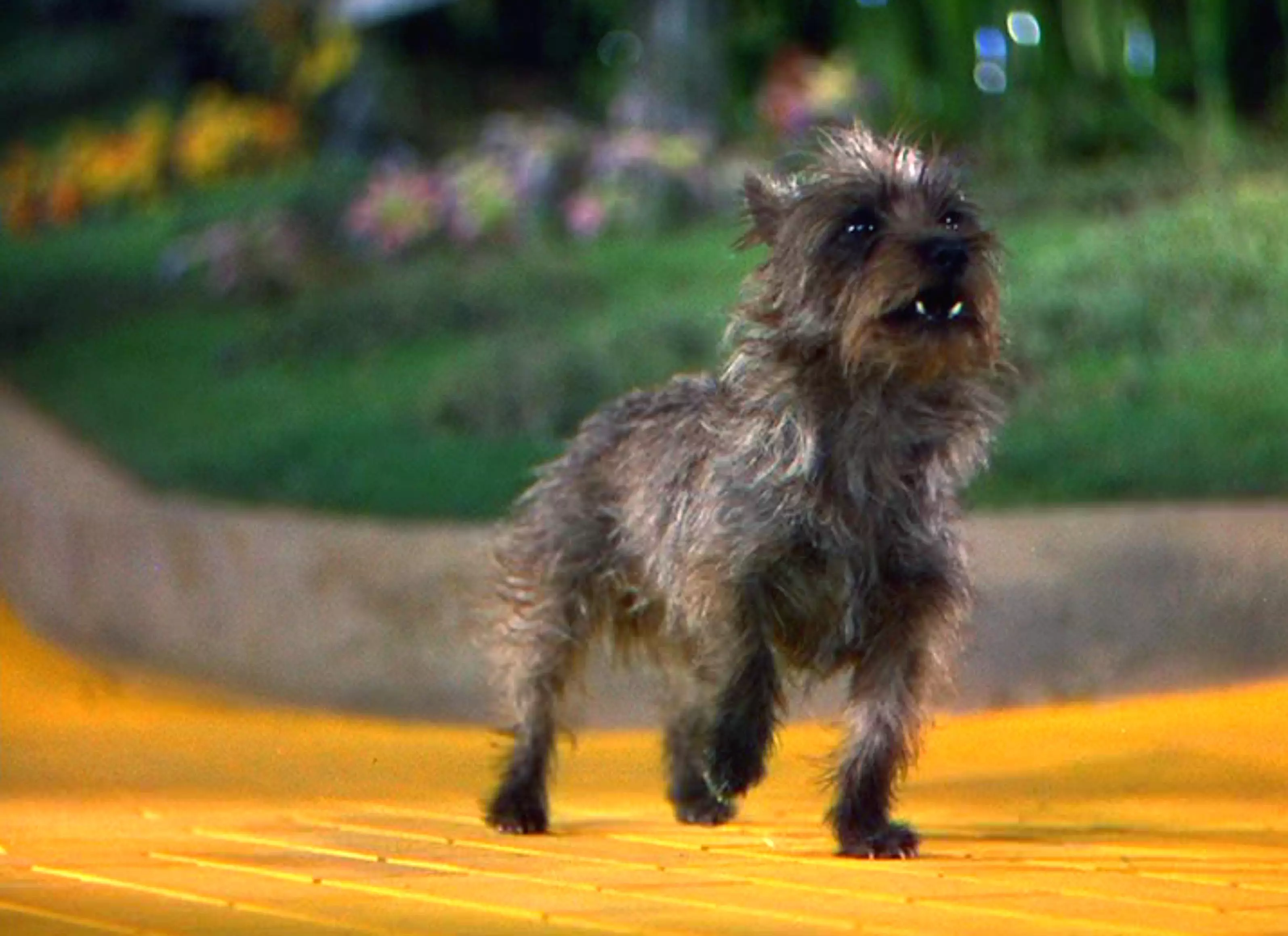 famous-dogs-toto-from-the-wizard-of-oz